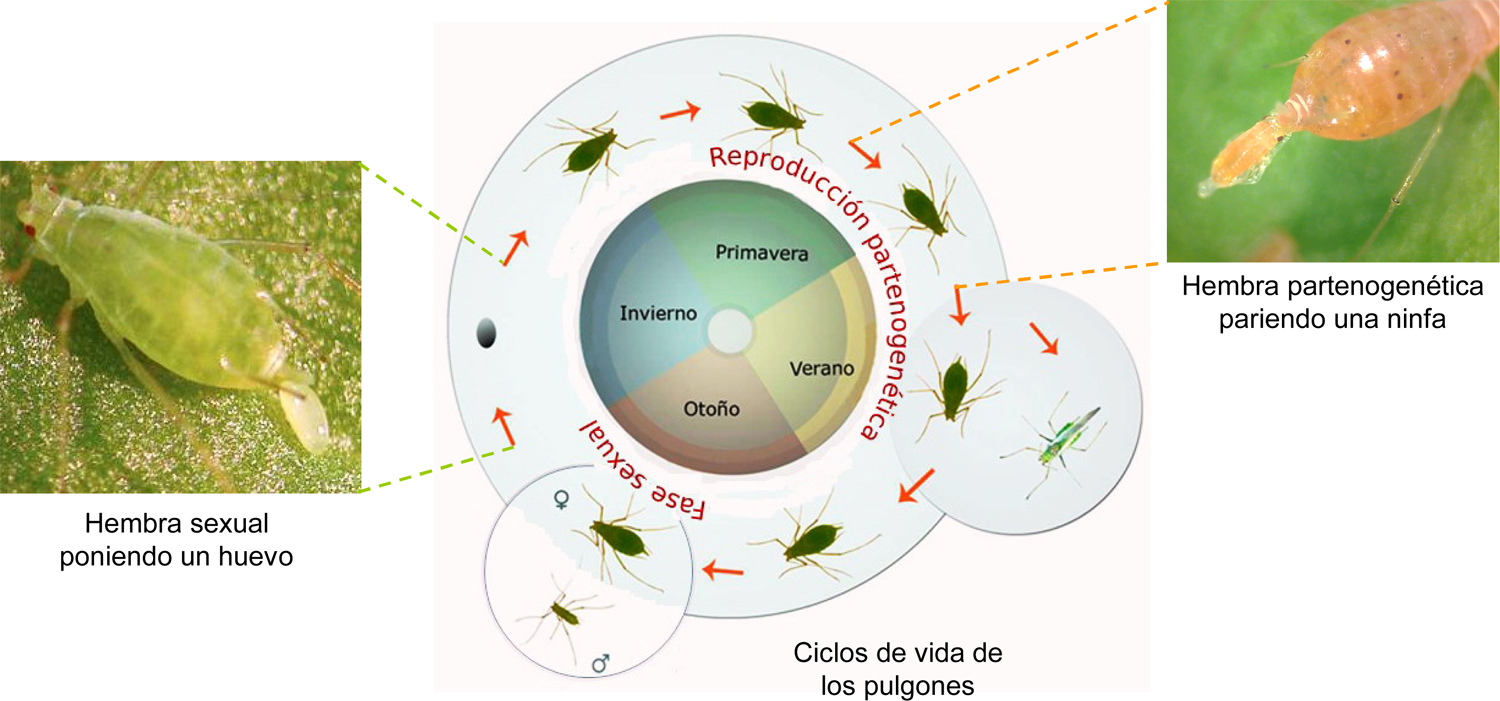 Pulgones: Características, Ciclo De Vida Y Tratamiento De La Plaga – SAIK