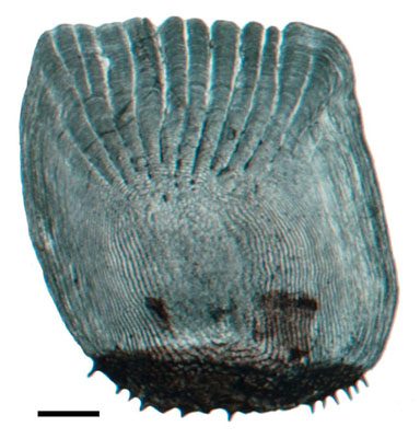 Figure 38.5. Sebastes paucispinis (BoccacioRockfish); scale bar = 1.0 mm.