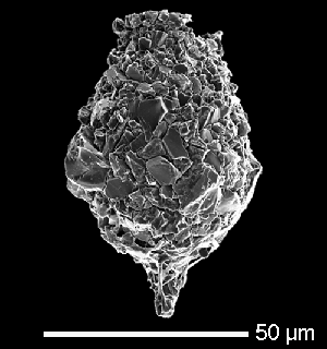 Arcellacean Identification Key