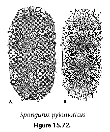 Order Spumellaria, Familiy Collosphaeridae: CLASSIFICATION AND ...