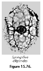 Order Spumellaria, Familiy Collosphaeridae: CLASSIFICATION AND ...