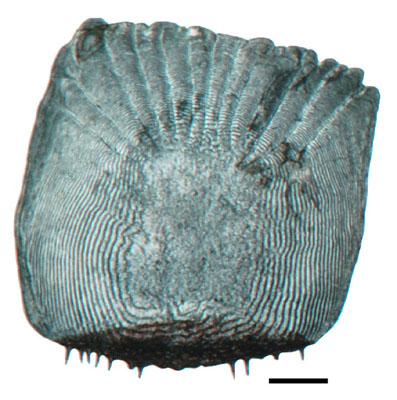 Figure 38.2. Sebastes paucispinis (BoccacioRockfish); scale bar = 1.0 mm.
