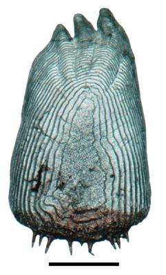 Figure 38.3. Sebastes paucispinis (BoccacioRockfish); scale bar = 1.0 mm.