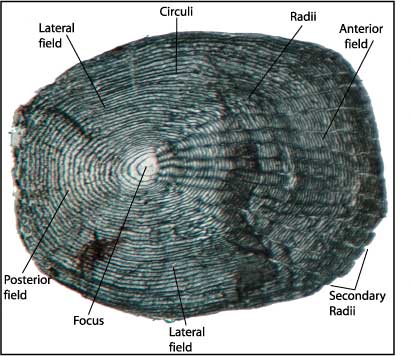 Figure 3. Scale features and terminology ofa typical smooth, thin and ...