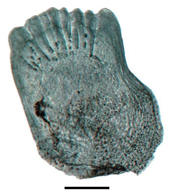 Figure 42.3. Brachyistius frenatus (KelpPerch); body region C; scale ...