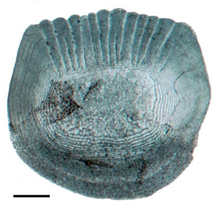 Figure 46.2. Rhacochilus vacca (PilePerch); medium size; scale bar = 1. ...