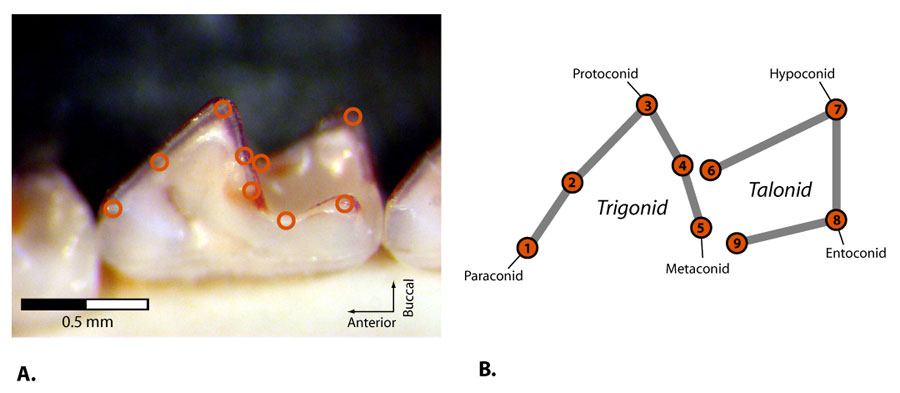 results the trigonid and talonid landmarks are each connected by a ...
