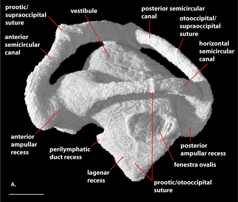 view b medial view the endocast is illustrated in place in the skull in ...