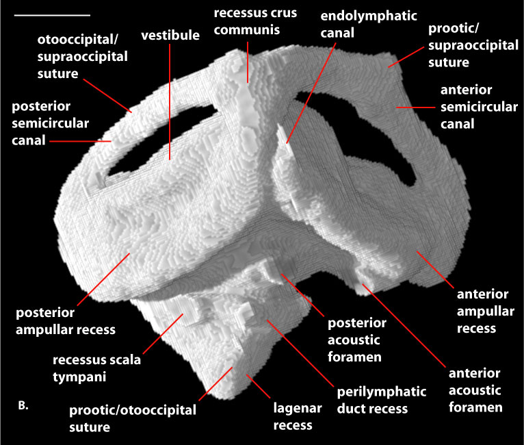 view b medial view the endocast is illustrated in place in the skull in ...