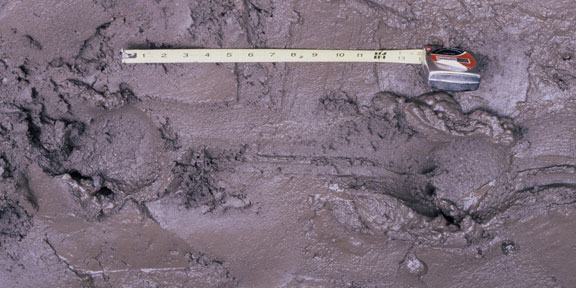Figure 9. Sets of scratch marks and individual tracks leftby tortoise ...