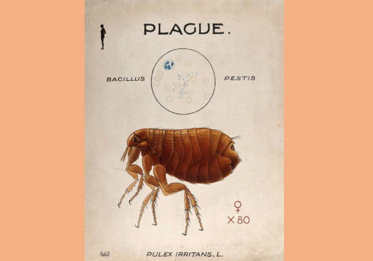 Mesa redonda: "¿Hay que reescribir la historia de la peste?: en torno a ...