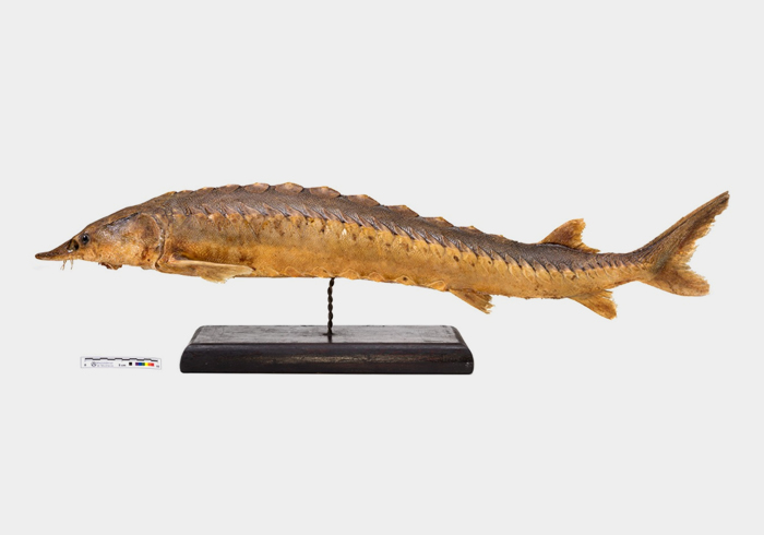 Galerías de imágenes