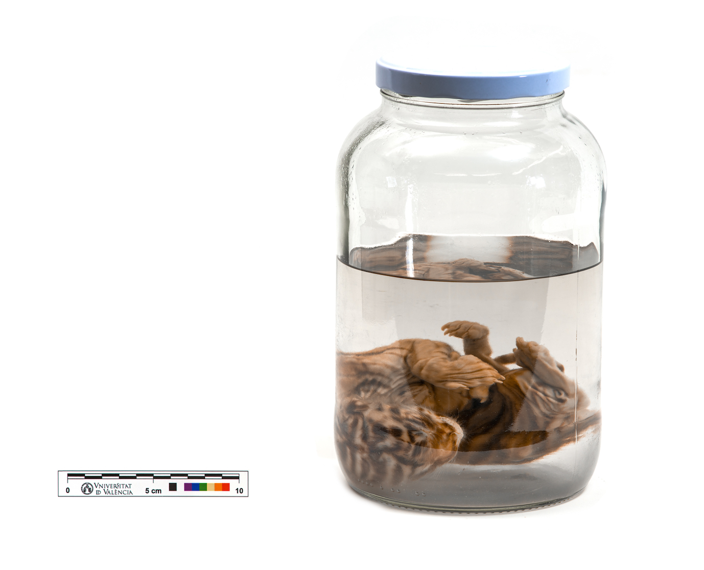 4 de junio, aniversario de las colecciones húmedas