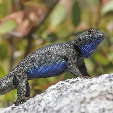 SEMINAR(i): Mechanisms, function, and evolution of multimodal signals ...