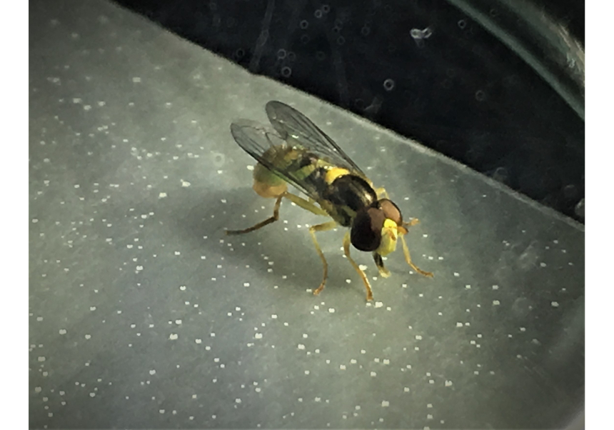 Los insecticidas neonicotinoides pueden perjudicar a insectos ...