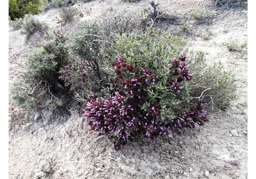 Artificial Intelligence used to understand complex patterns of ...