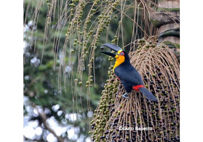 Defaunation precipitates the extinction of evolutionarily distinct ...