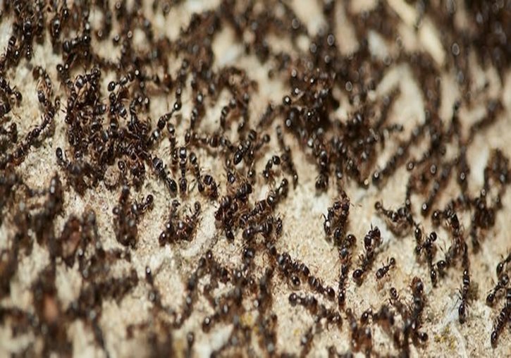 La Terra alberga 20.000.000.000.000.000 formigues, que pesen més que ...