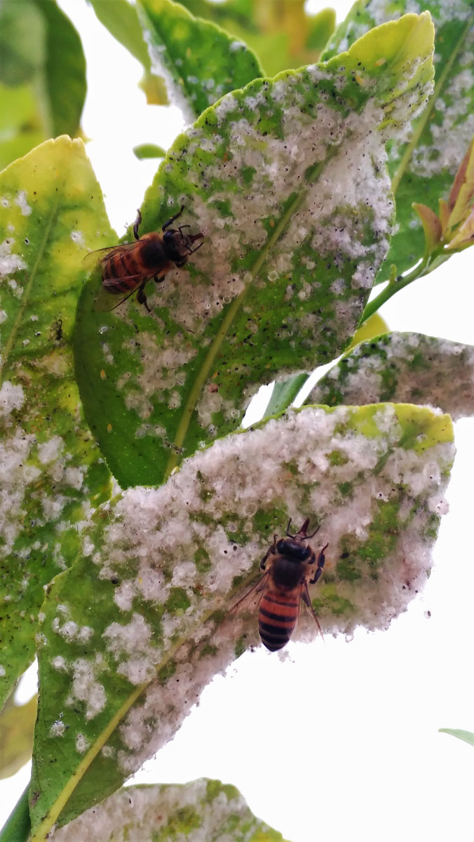 Un estudio en el que participa la Universitat descubre una nueva ruta ...