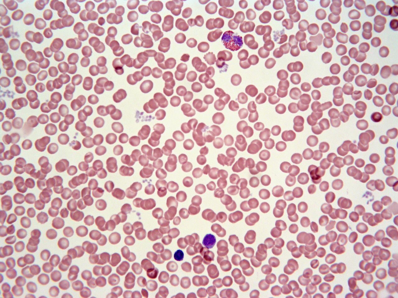 IrfanView HTML-Thumbnails