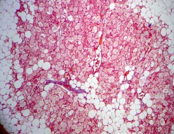 Prácticas de Histología (Odontología)