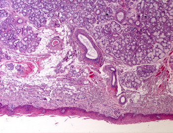 Prácticas de Histología (Odontología)