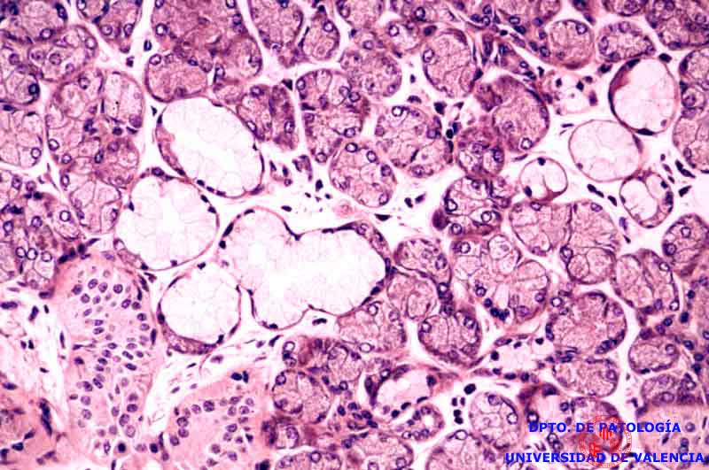 Glándula submaxilar