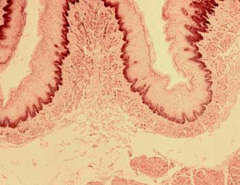Prácticas de Histología