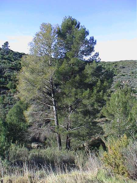 Itinerari I - 28 - Pinus halepensis Miller