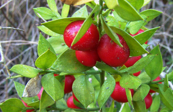 Itinerari I - 34 - Ruscus aculeatus L.