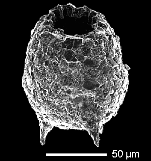 Arcellacean Identification Key