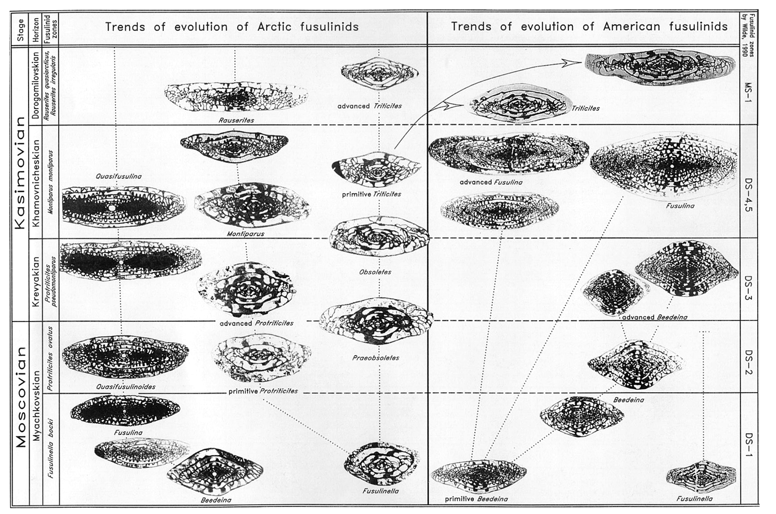 Figure 11: FUSULINID SUCCESSION FROM THE MIDDLE-UPPER CARBONIFEROUS ...