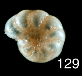 Cover art: Volume 2, Issue 1