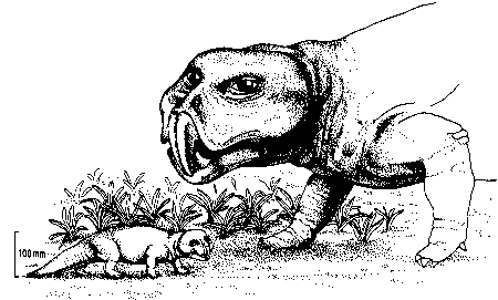PAST - Case study 5 - Heterochrony in a fossil rhynchosaur reptile