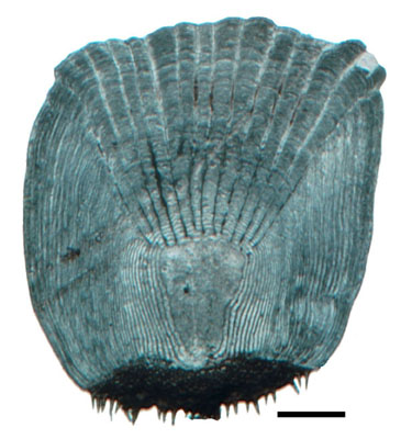 Figure 38.15. Sebastes paucispinis (BoccacioRockfish); scale bar = 1.0 mm.