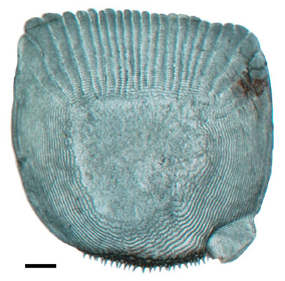 Figure 38.9. Sebastes paucispinis (BoccacioRockfish); scale bar = 1.0 mm.