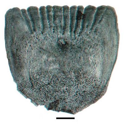 Figure 42.5. Brachyistius frenatus (KelpPerch); body region E; scale ...