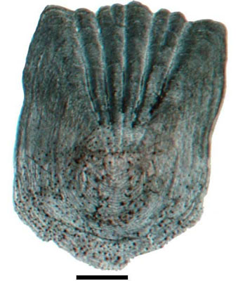 Figure 42.7. Brachyistius frenatus (KelpPerch); body region I; scale ...