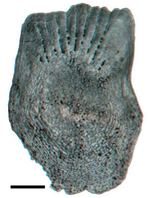 Figure 42.8. Brachyistius frenatus (KelpPerch); body region I; scale ...