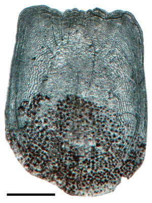 Figure 42.9. Brachyistius frenatus (KelpPerch); body region J; scale ...