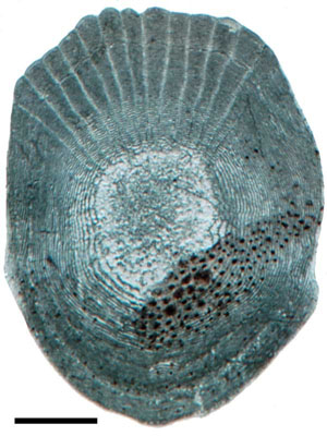 Figure 46.3. Rhacochilus vacca (PilePerch); small size; scale bar = 1.0 mm.