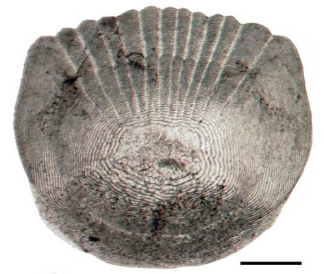 Figure 46.4. Rhacochilus vacca (PilePerch); scale bar = 1.0 mm.