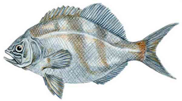 Figure 46.7. Rhacochilus vacca (PilePerch); sketch of living specimen ...