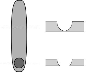 Figure 10. Outlineand cross-section of Oichnus aff. O. paraboloides ...
