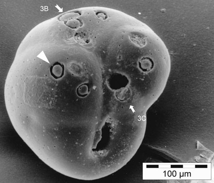 specimen triangle mguh 26769 paratype b c close up of intersected ...