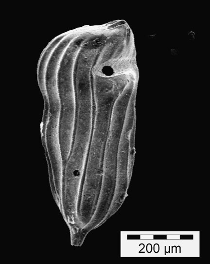 at upper right close up of oichnus aff o paraboloides click on image ...