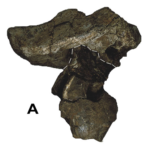 white dashed lines mark the contact where the m3 is crushed into the ...