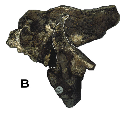 white dashed lines mark the contact where the m3 is crushed into the ...