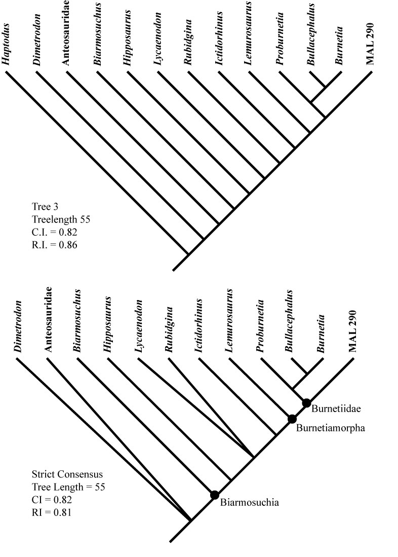 bottom showing the placement of mal 290 more derived than lemuosaurus ...