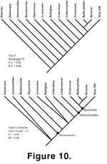 Phylogenetic Position of Mal 290